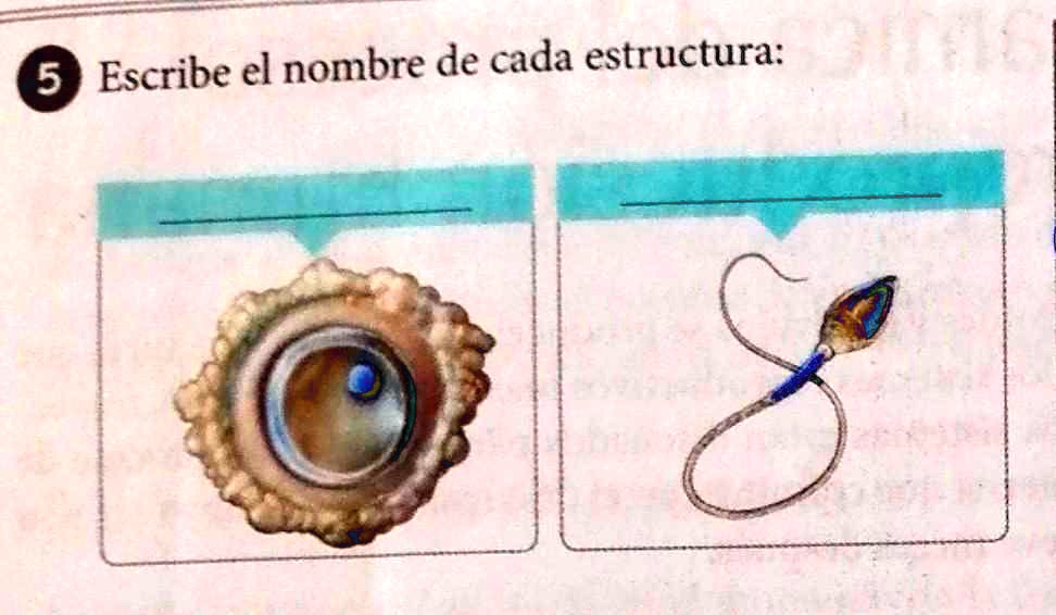 SOLVED: Cual es el nombre de cada estructura? 5 Escribe el nombre de ... SOLVED: Cual es el nombre de cada estructura? 5 Escribe el nombre de ...