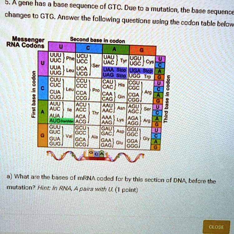 5. A gene has a base sequence of GTC. Due to a mutation, the...