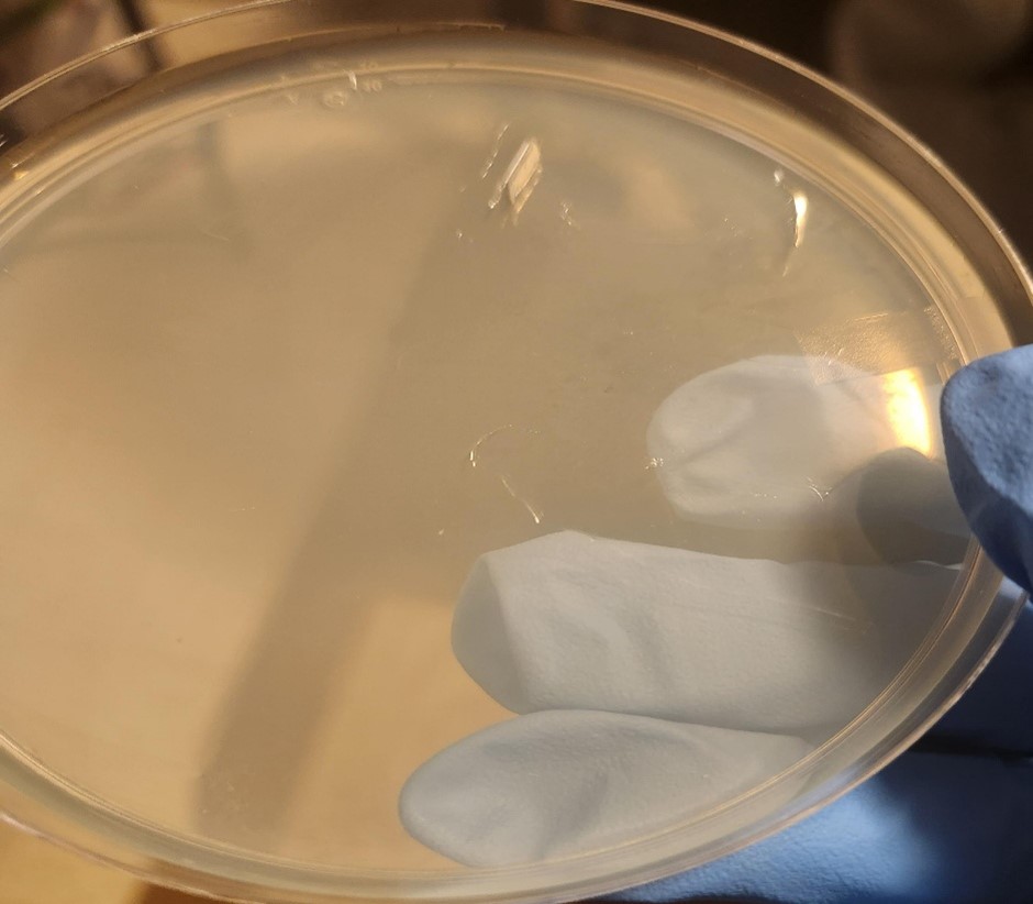 following the culture of your plates how did they look did they grow ...