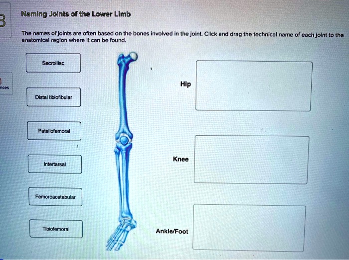 B Naming Joints of the Lower Limb The names of joints are often based ...