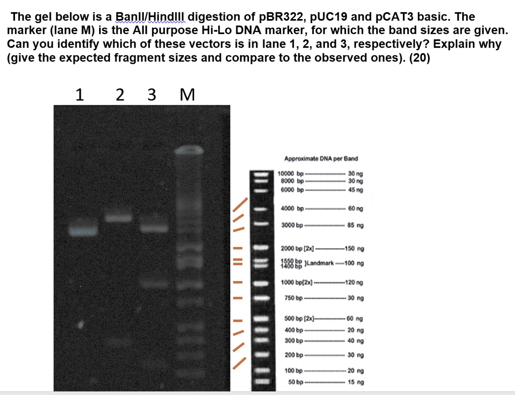 SOLVED: The gel below is a BanIl/HindIll digestion of pBR322, pUC19 and ... SOLVED: The gel below is a BanIl/HindIll digestion of pBR322, pUC19 and ...