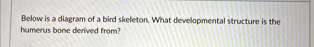 below is a diagram of a bird skeleton what developmental structure is ...