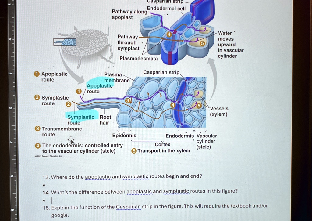 Pathway along apoplast Casparian strip Endodermal cell Pathway through ...