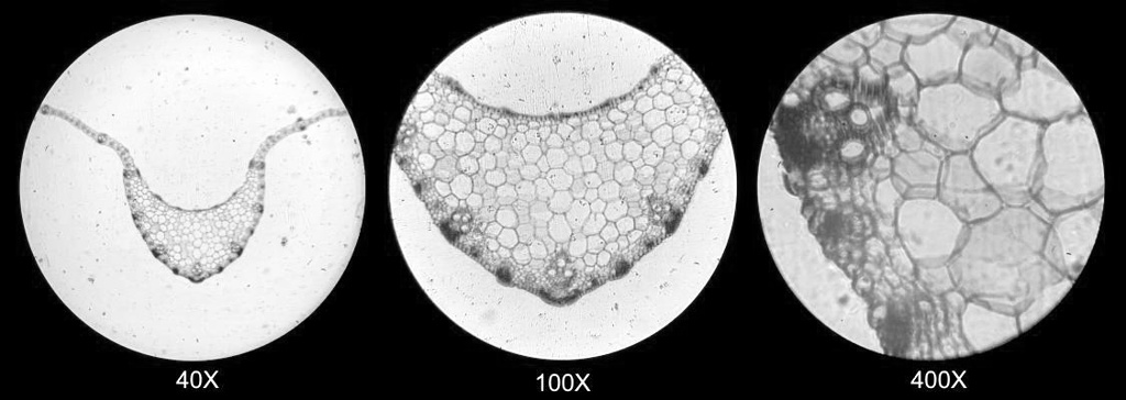'Based on the images taken through Stella’s microscope, which cell ...