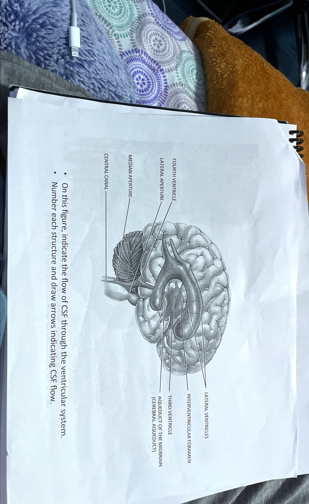 fourth ventricle lateral aperture median aperture central canal lateral ...