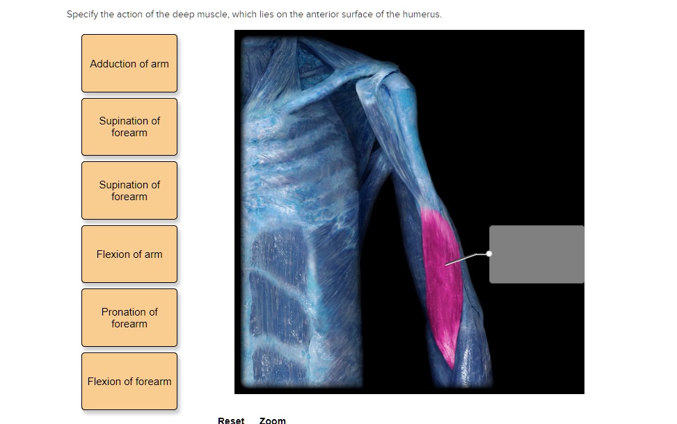 SOLVED: Specify the action of the deep muscle, which lies on the ...