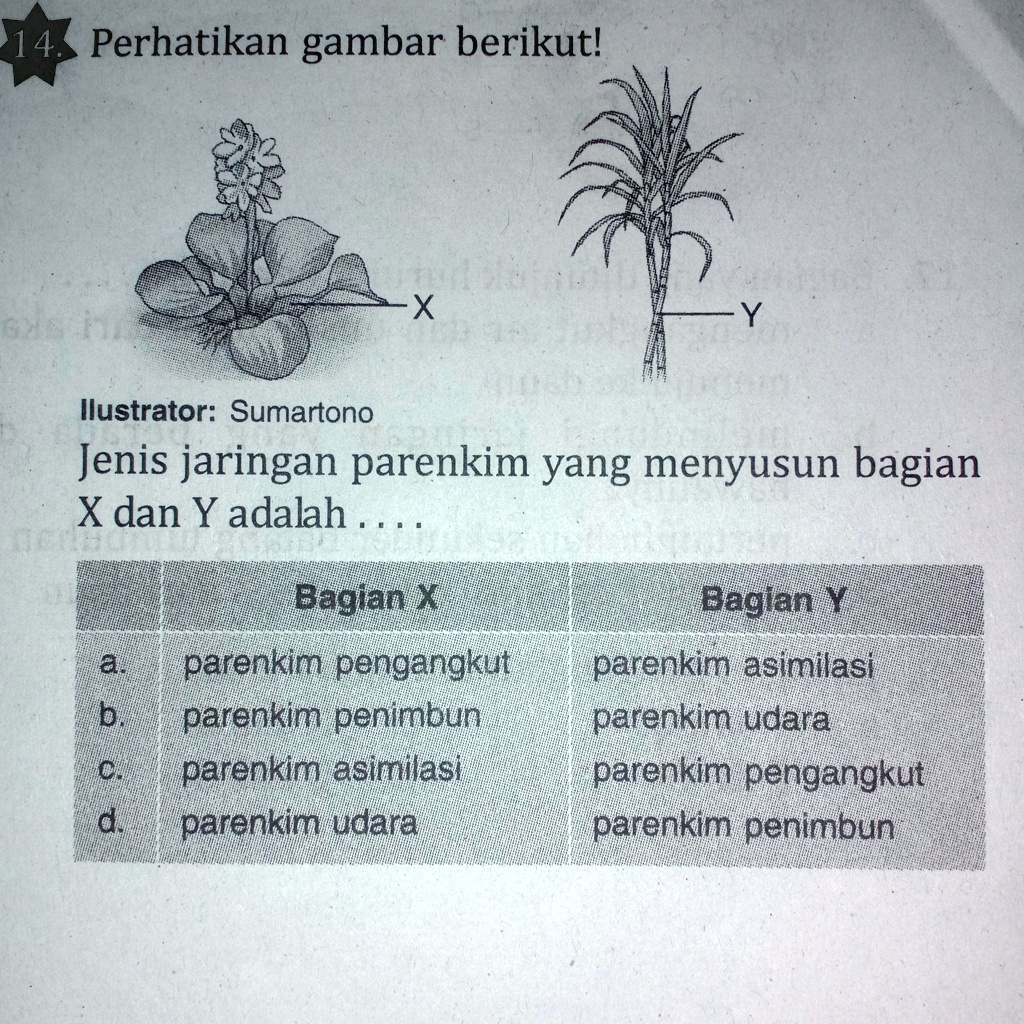 SOLVED: Perhatikan gambar berikutJenis jaringan parenkim yang menyusun ... SOLVED: Perhatikan gambar berikutJenis jaringan parenkim yang menyusun ...