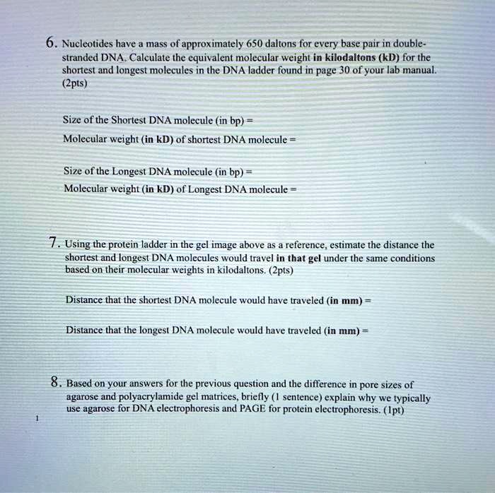 Nucleotides have a mass of approximately 650 daltons for every base ...