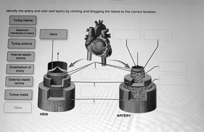 identify the artery and vein wall layers by clilcking and dragging the ...