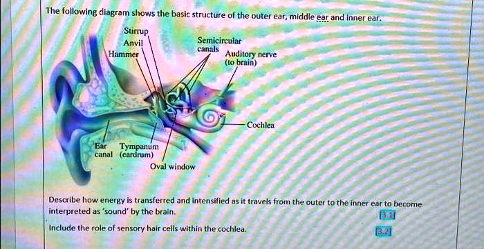 The following diagram shows the basic structure of the outer ear ...
