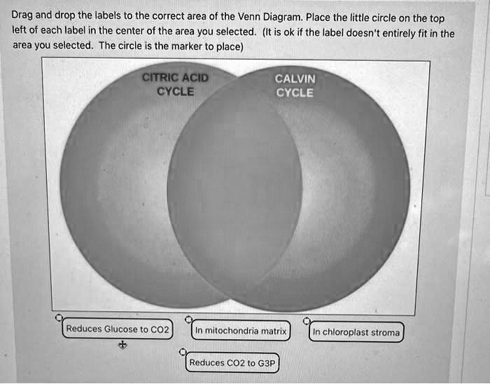 Drag and drop the labels to the correct area of the Venn Diagram. Place ...