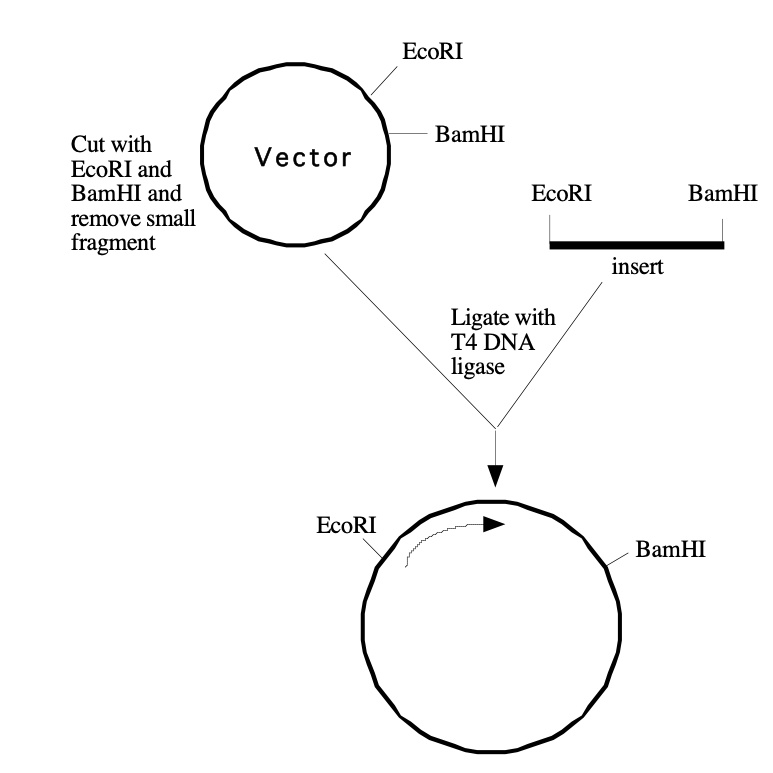 SOLVED: EcoRI Cut with EcoRI and BamHI and remove small fragment BamHI Vector EcoRI BamHI insert ...
