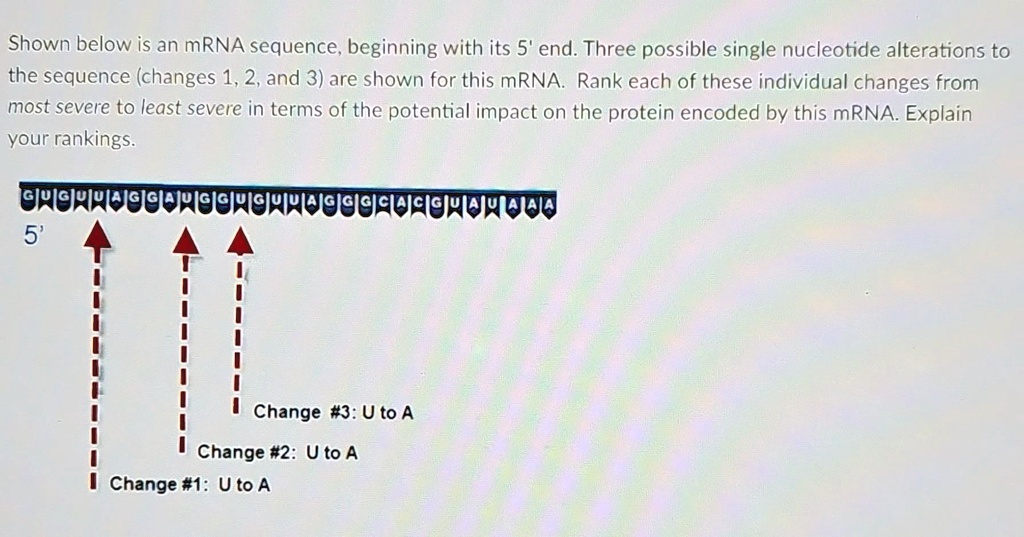 SOLVED: Texts: Shown below is an mRNA sequence, beginning with its 5 ...