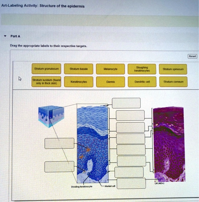 art labeling activity structure of the epidermis art labeling activity ... art labeling activity structure of the epidermis art labeling activity ...