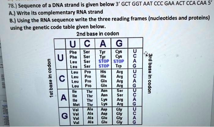 78 sequence of a dna strand is given below 3 gct ggt aat ccc gaa act ...