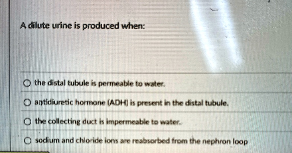 A dilute urine is produced when: the distal tubule is permeable to ...