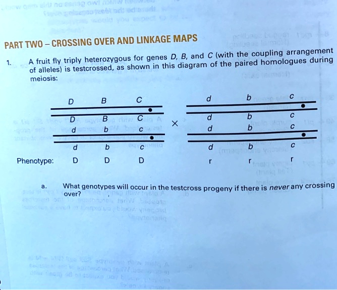 SOLVED:PART TWO - CROSSING OVER AND LINKAGE MAPS B, and â‚¬ (with the ...