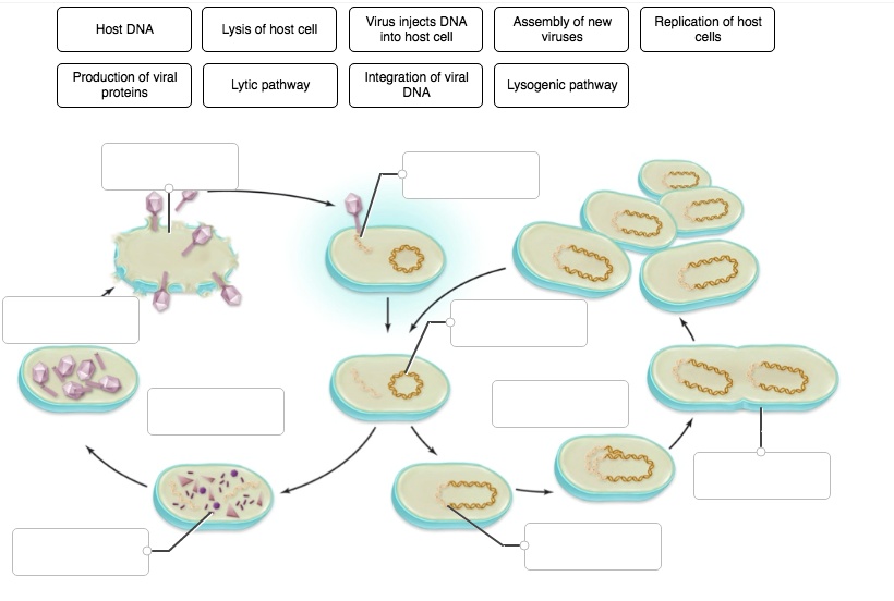 Host DNA Lysis of host cell Virus injects DNA into host cell Assembly ...