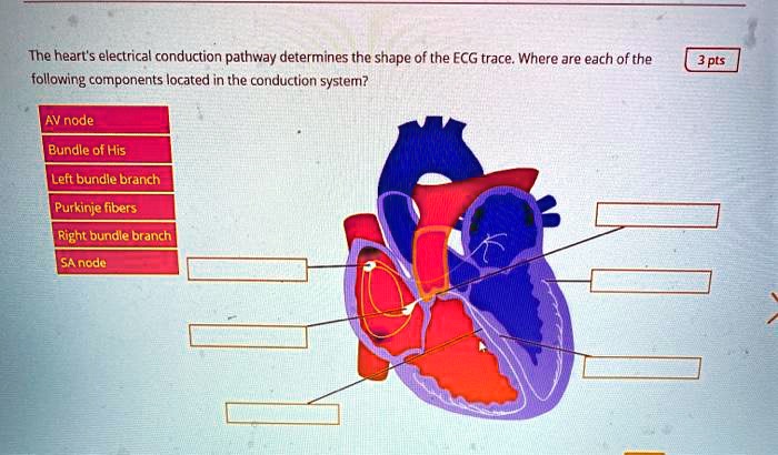 SOLVED: The heart's electrical conduction pathway determines the shape ...