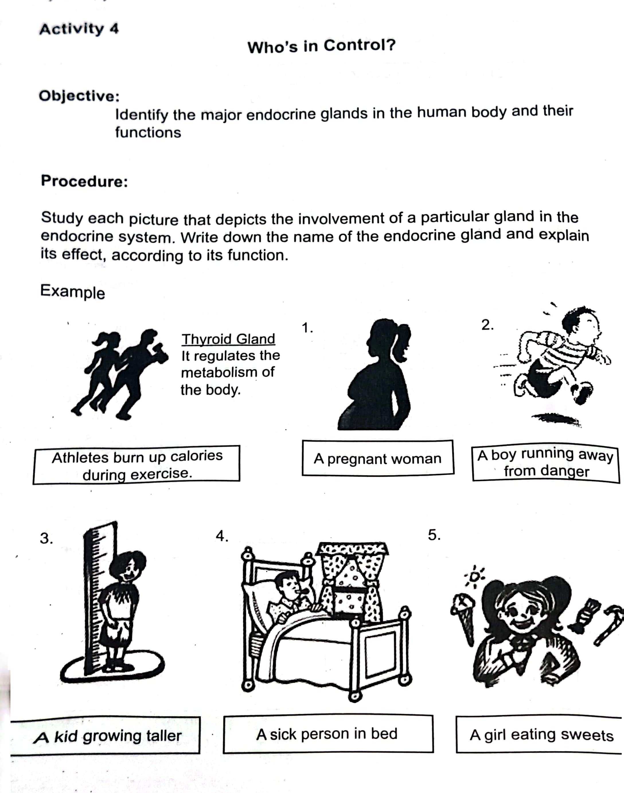 Activity 4 Who's in Control? Objective: Identify the major endocrine ...