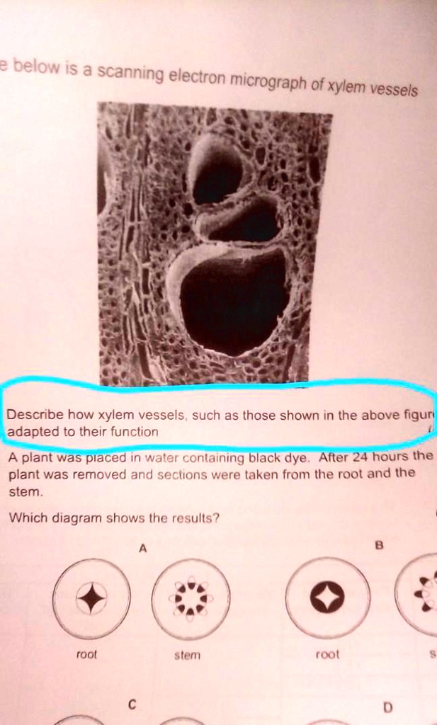 SOLVED: Help please, I'm stuck. #Life Sciences. Below is a scanning ...