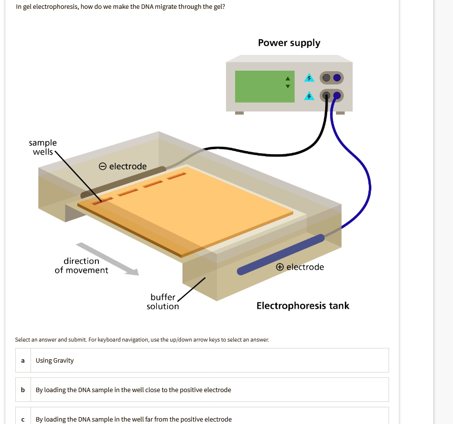In gel electrophoresis, how do we make the DNA migrate through the gel ...