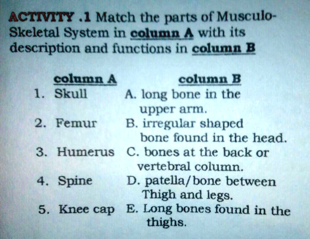 please matinong sagot activity 1 match the parts of musculo skeletal ...