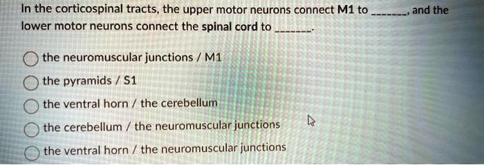 In the corticospinal tracts, the upper motor neurons connect M1 to the ...