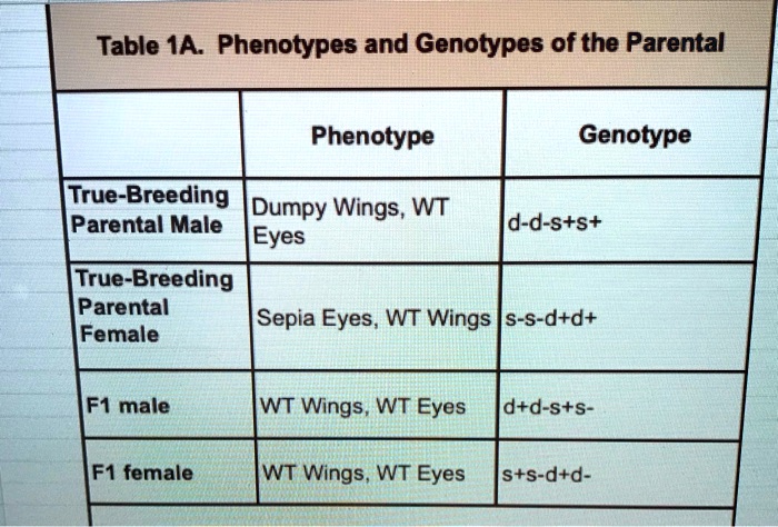 SOLVED: Table 1A. Phenotypes and Genotypes of the Parental Phenotype ...