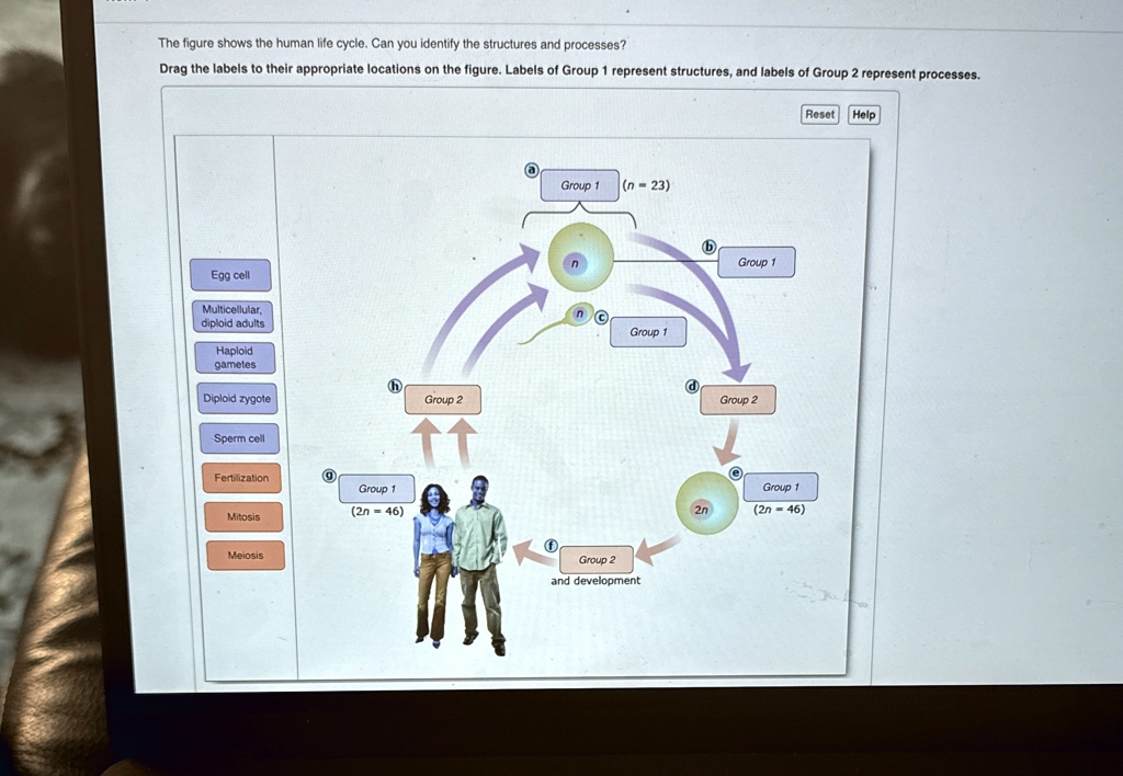 The figure shows the human life cycle. Can you identify the structures ...