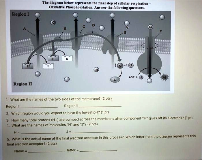 SOLVED: The diagram below represents the normal step of cellular ...