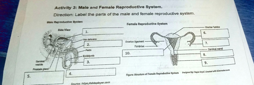 SOLVED: Activity 3: Male and Female Reproductive System. Direction ...