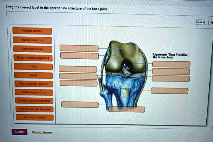 Drag the correct label to the appropriate structure of the knee joint ...