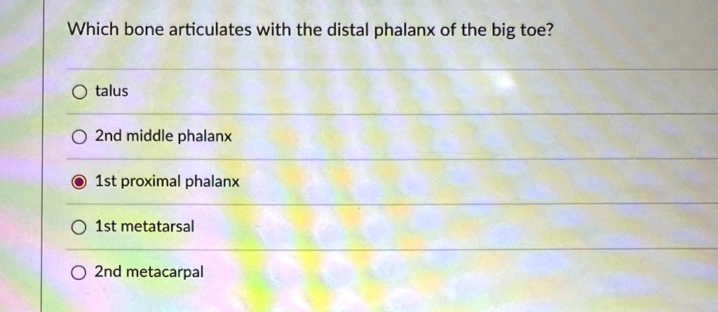 Which bone articulates with the distal phalanx of the big toe? O talus ...