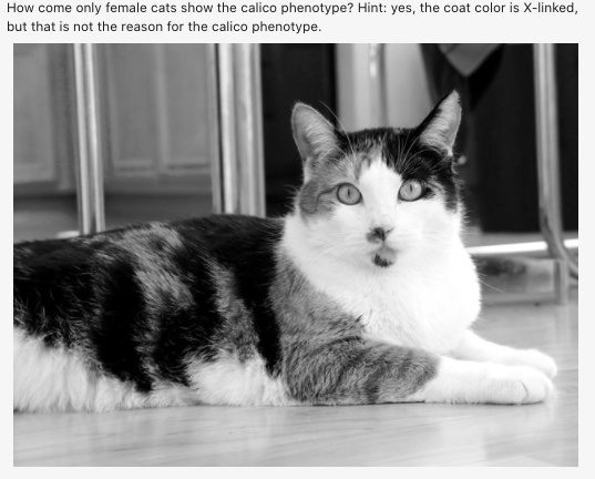 SOLVED: How come only female cats show the calico phenotype? Hint: yes ...