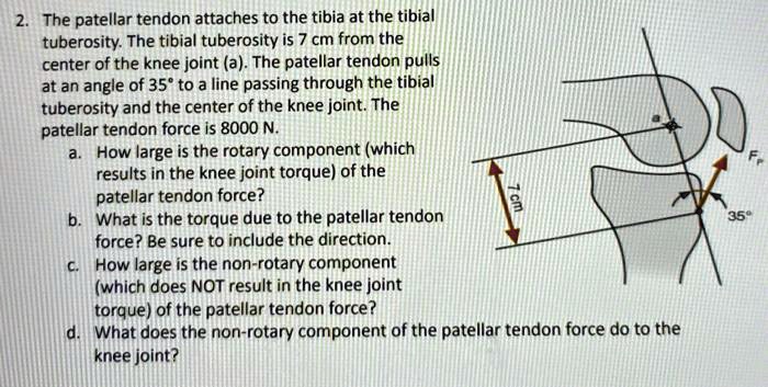 2. The patellar tendon attaches to the tibia at the tibial tuberosity ...