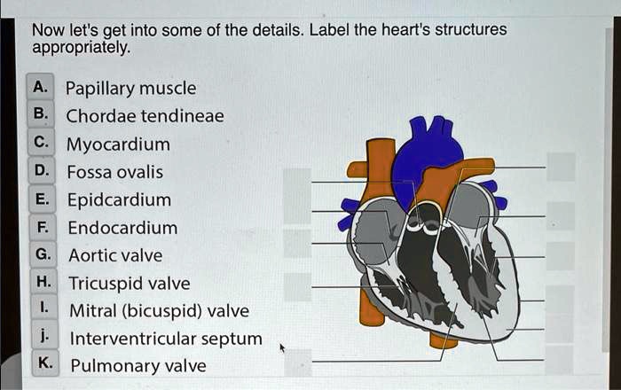 Now let's get into some of the details. Label the heart's structures ...