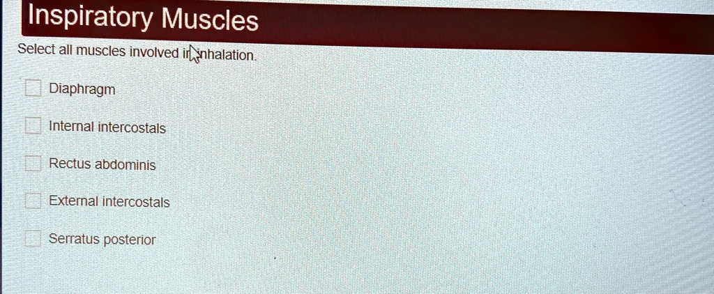 inspiratory muscles select all muscles involved in inhalation diaphragm ...