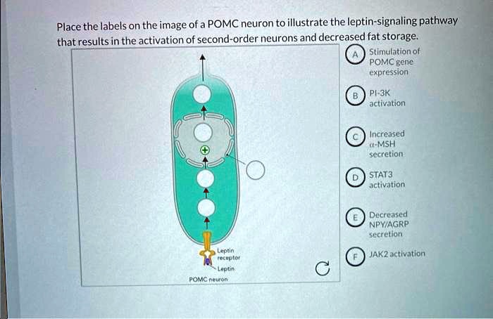 Place the labels on the image of a POMC neuron to illustrate the leptin-signaling pathway that ...