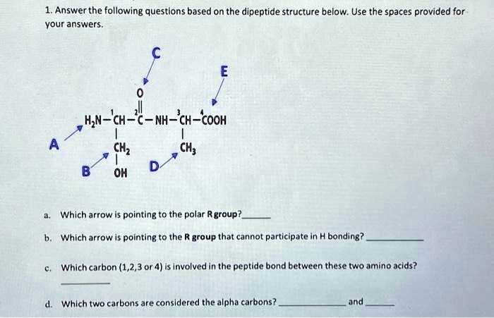 1. Answer the following questions based on the dipeptide structure below. Use the spaces ...