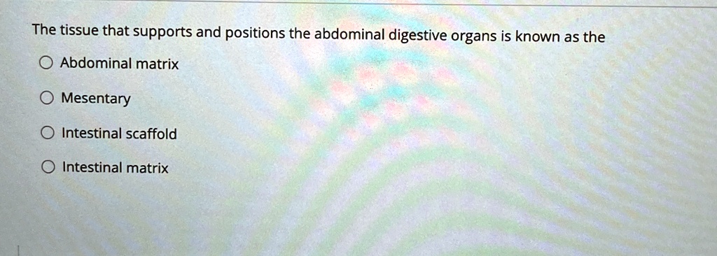 The tissue that supports and positions the abdominal digestive organs ...