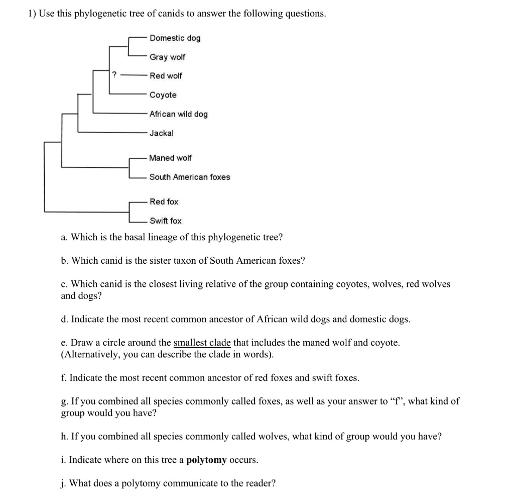 SOLVED: 1) Use this phylogenetic tree of canids to answer the following questions. Domestic dog ...