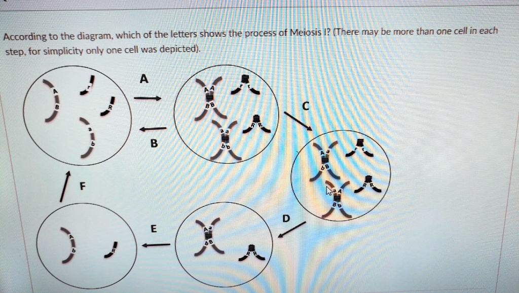 SOLVED: According to the diagram; which of the letters shows the ...
