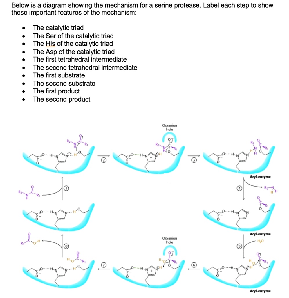 Below is a diagram showing the mechanism for a serine protease. Label ...
