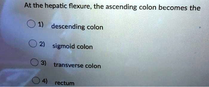 SOLVED: At the hepatic flexure, the ascending colon becomes the 1 ...