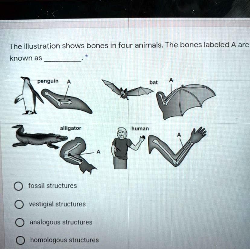 The illustration shows bones in four animals. The bones labeled A are ...