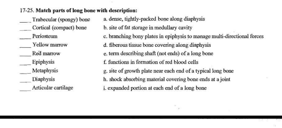 17-25. Match parts of long bone with description: Trabecular (spongy ...
