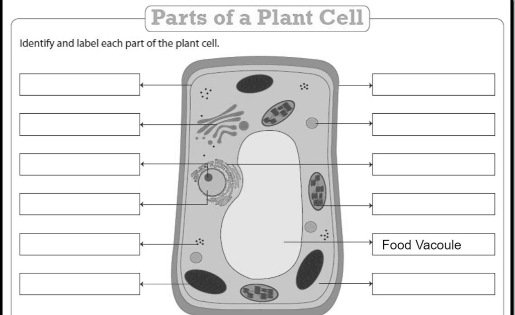 SOLVED: 'Hi! I am having trouble labelling this Plant cell, so could ... SOLVED: 'Hi! I am having trouble labelling this Plant cell, so could ...