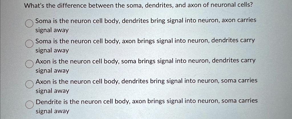 What's the difference between the soma, dendrites, and axon of neuronal ...