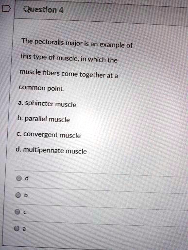SOLVED: The pectoralis major is an example of this type of muscle, in ...